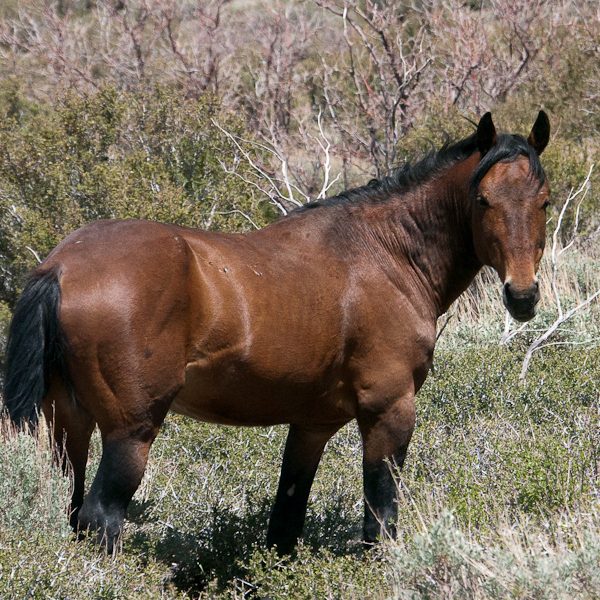 Wildpferde in der Region Las Vegas in Cold Creek – Nevada USA