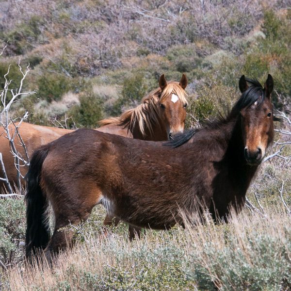 Wildpferde in der Region Las Vegas in Cold Creek – Nevada USA