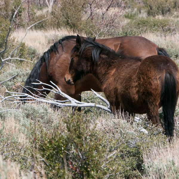 Wildpferde in der Region Las Vegas in Cold Creek – Nevada USA