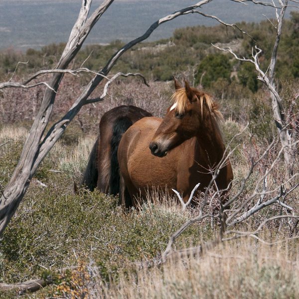 Wildpferde in der Region Las Vegas in Cold Creek – Nevada USA