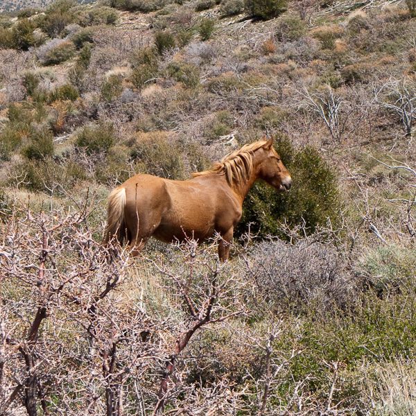 Wildpferde in der Region Las Vegas in Cold Creek – Nevada USA